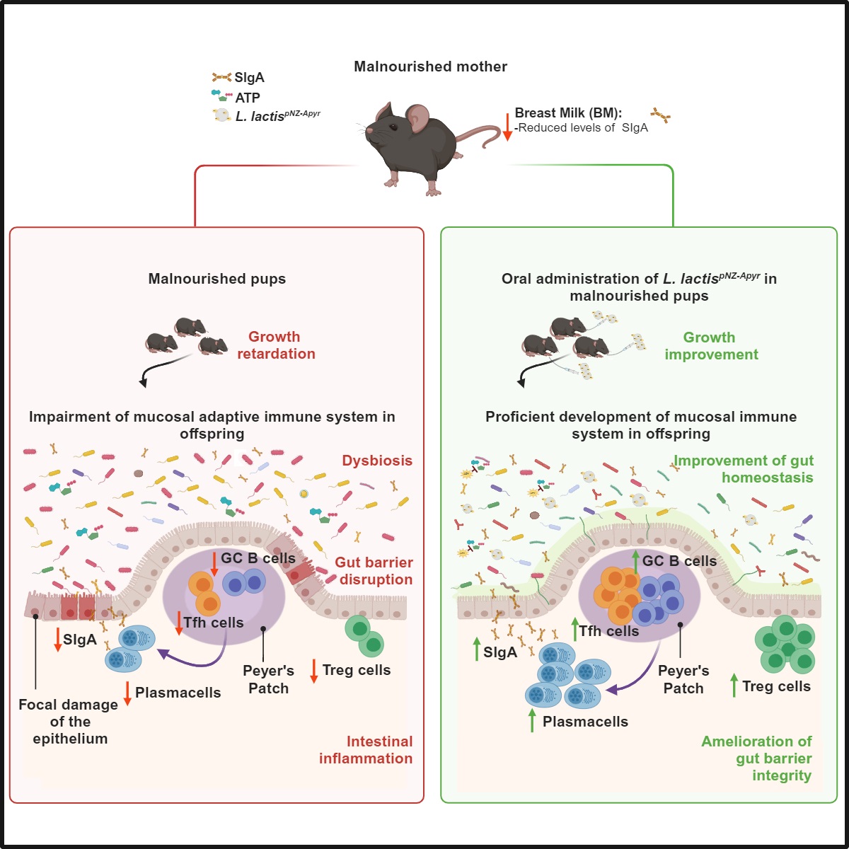Protection from environmental enteric dysfunction and growth ...